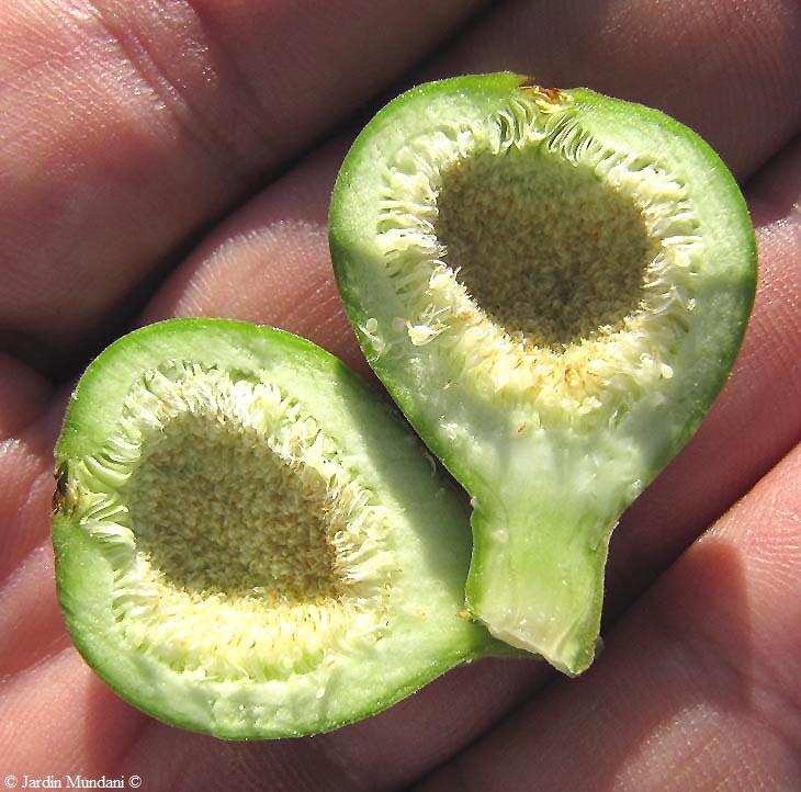 Sangrando en verde: Entre MAMAS y MAMONAS anda el juego