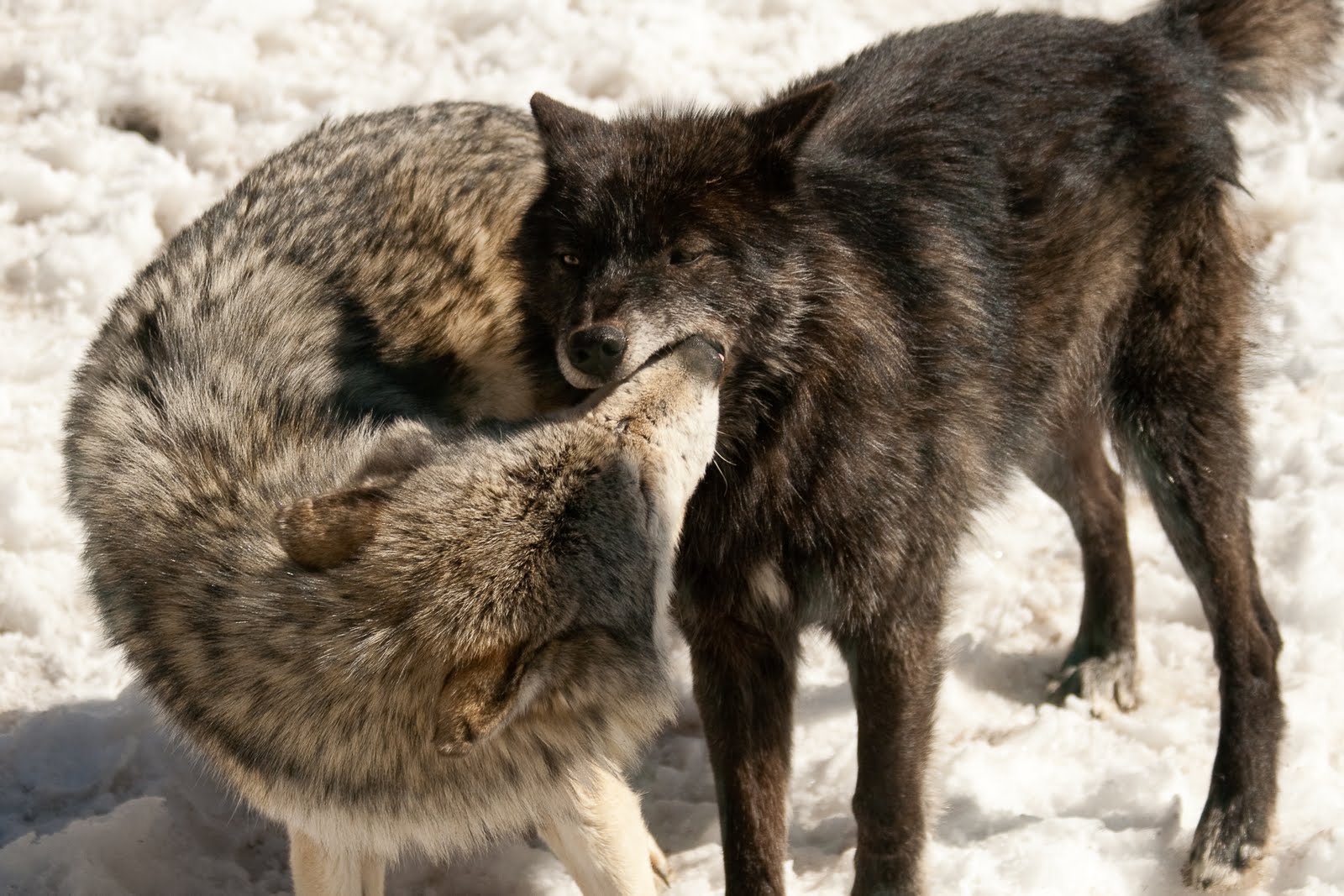 wmtc: wolf post 2: haliburton wolves in winter