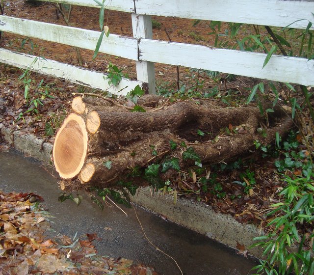 Princeton Nature Notes: Puerto Rico: Skinless Trees and People