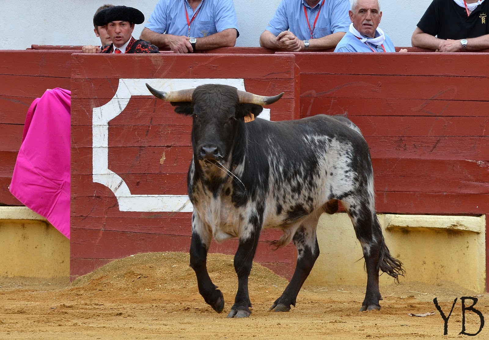 Bienvenue sur Yann BRIDONNEAU photographies.: NOVILLADA DE MALABAT A ...