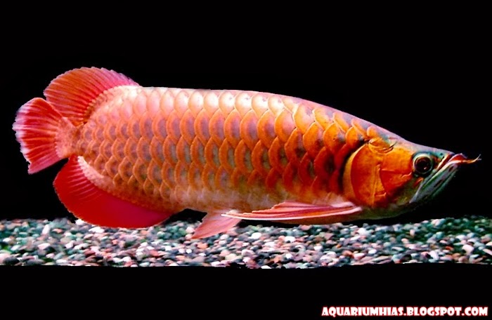 Jenis dan Tipe Arwana Super Red ~ Dunia Air