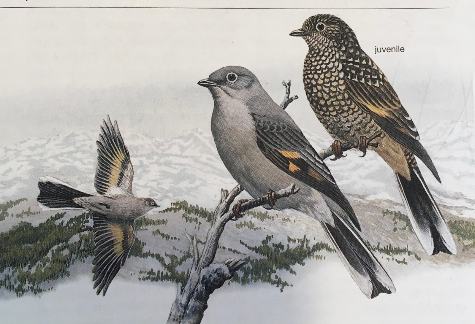 Bev's Nature Blog: Townsend's Solitaire