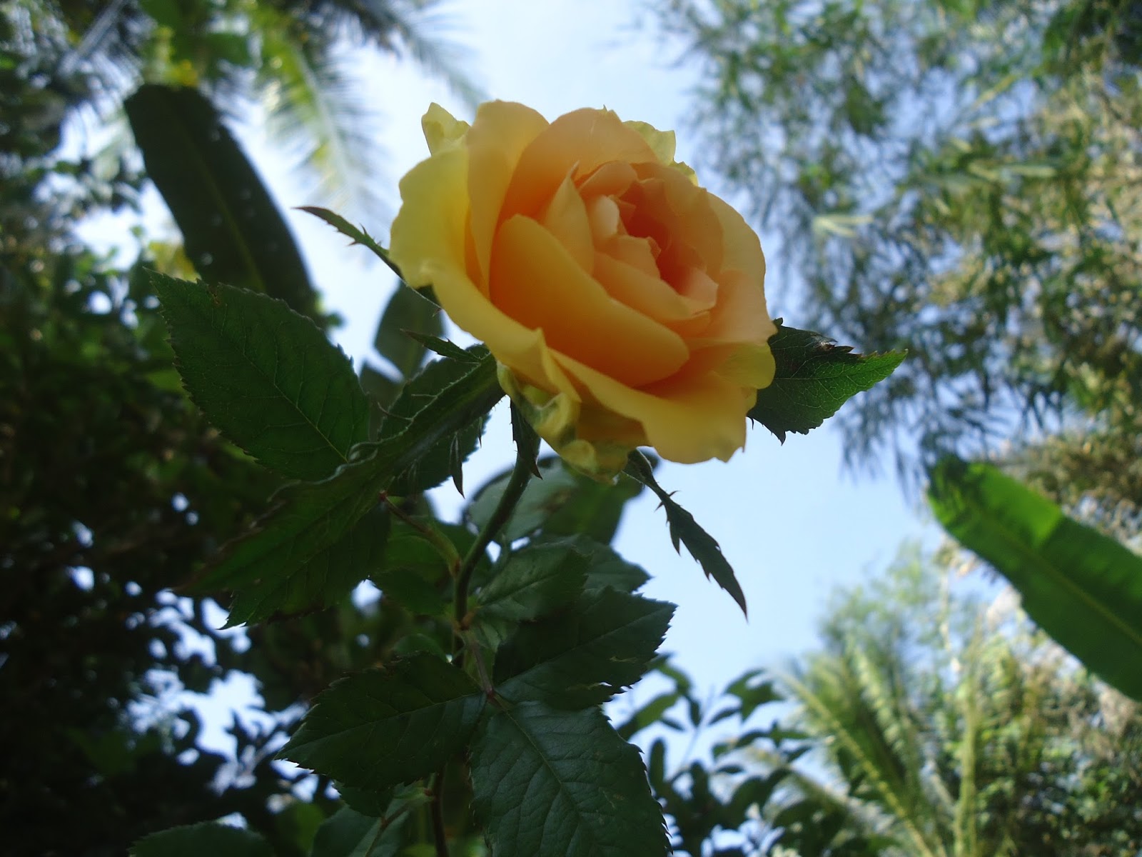 Mawar Kuning di Langit Biru - Rumah Daun Muda