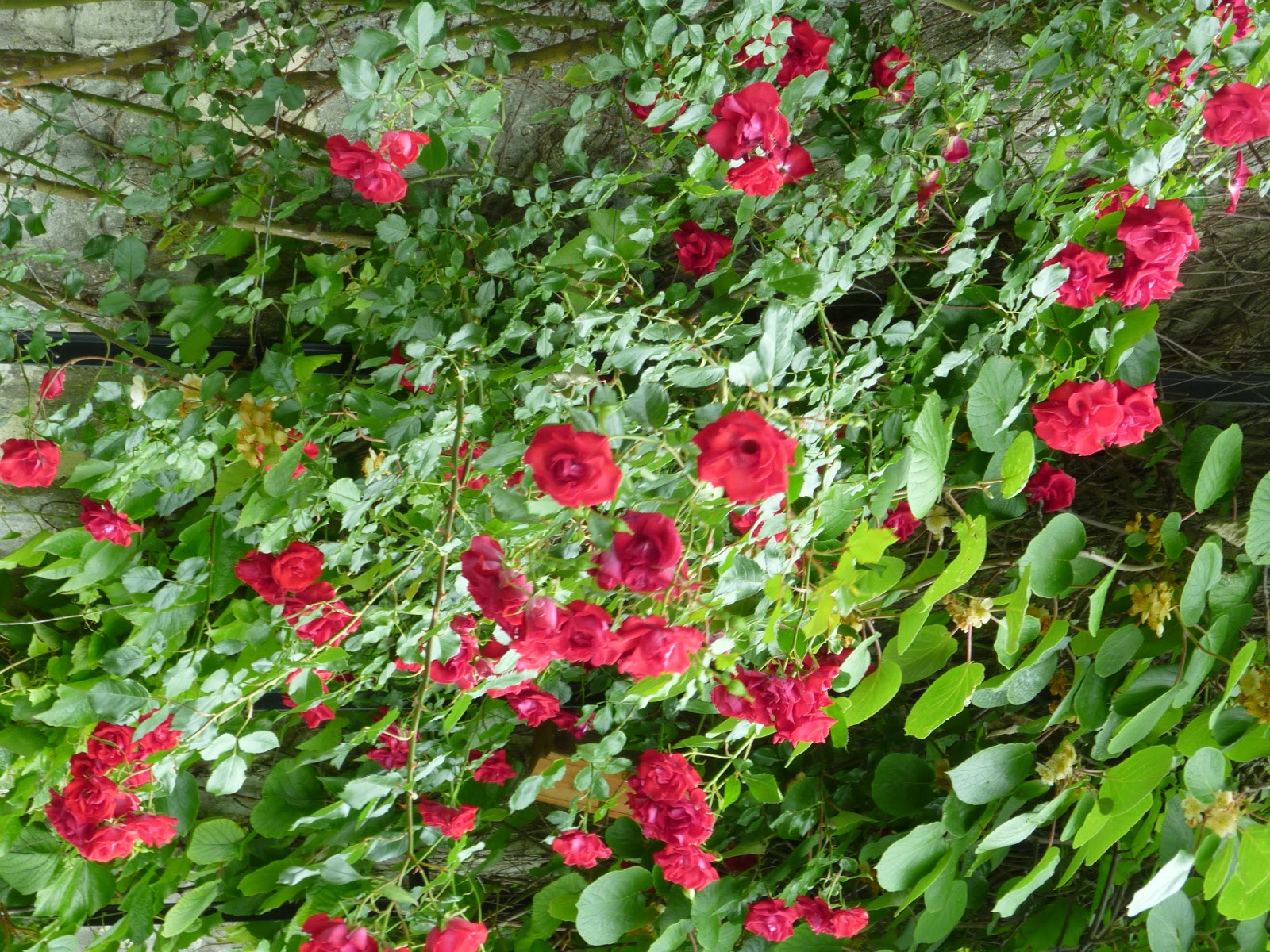 bbonthebrink: Perfect Parisian roses