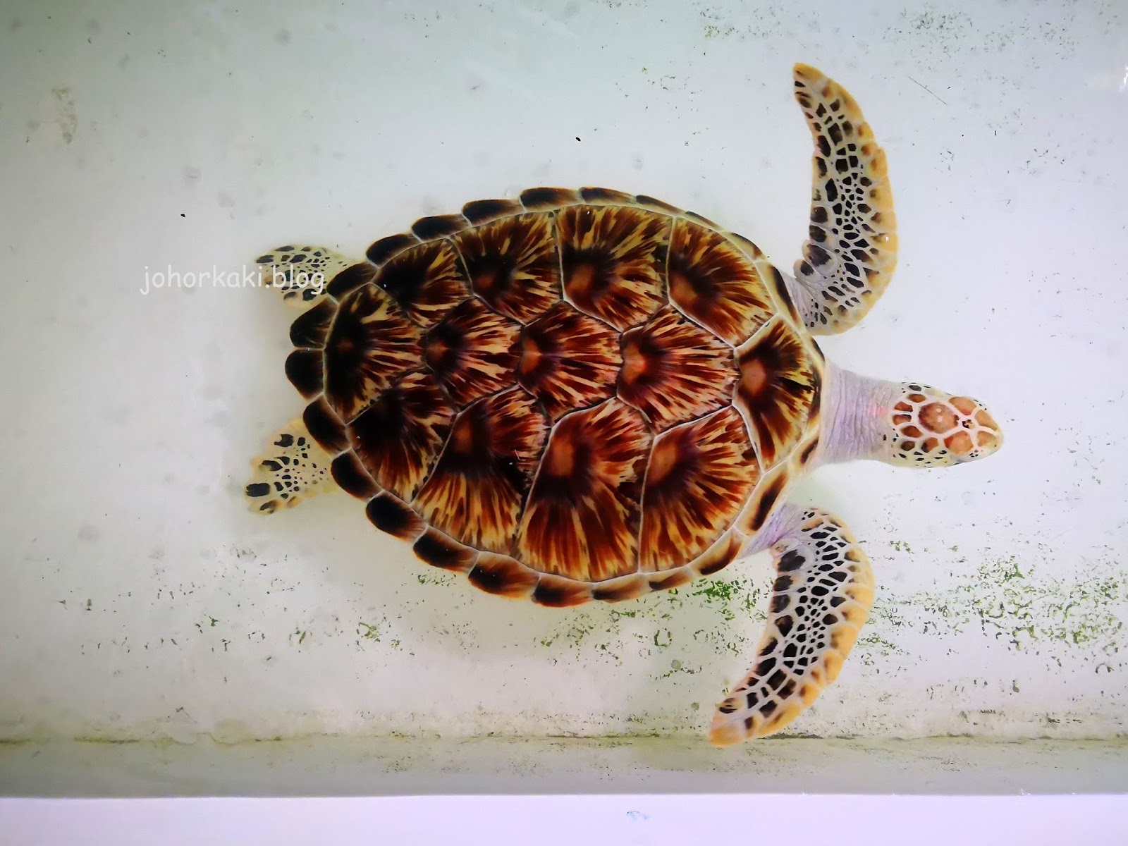 Penang National Park. Taman Negara Pulau Pinang |Tony Johor Kaki ...