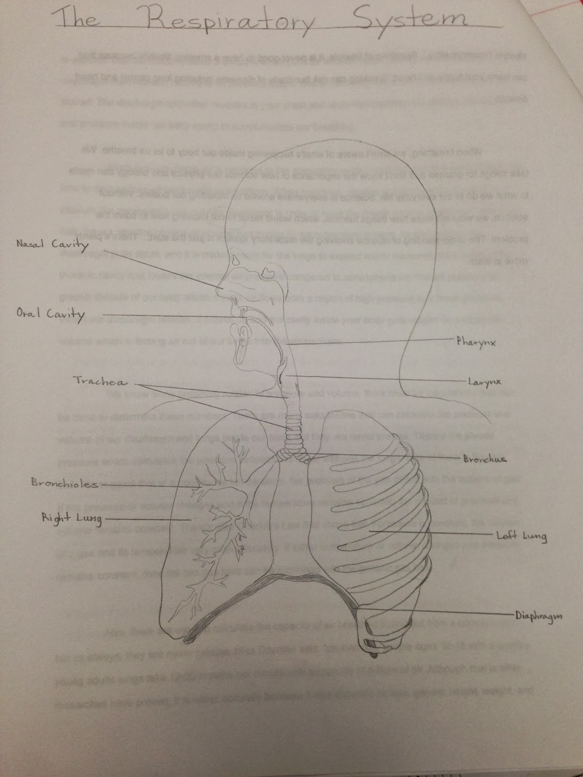 EnvisioN: The Physics Of Breathing