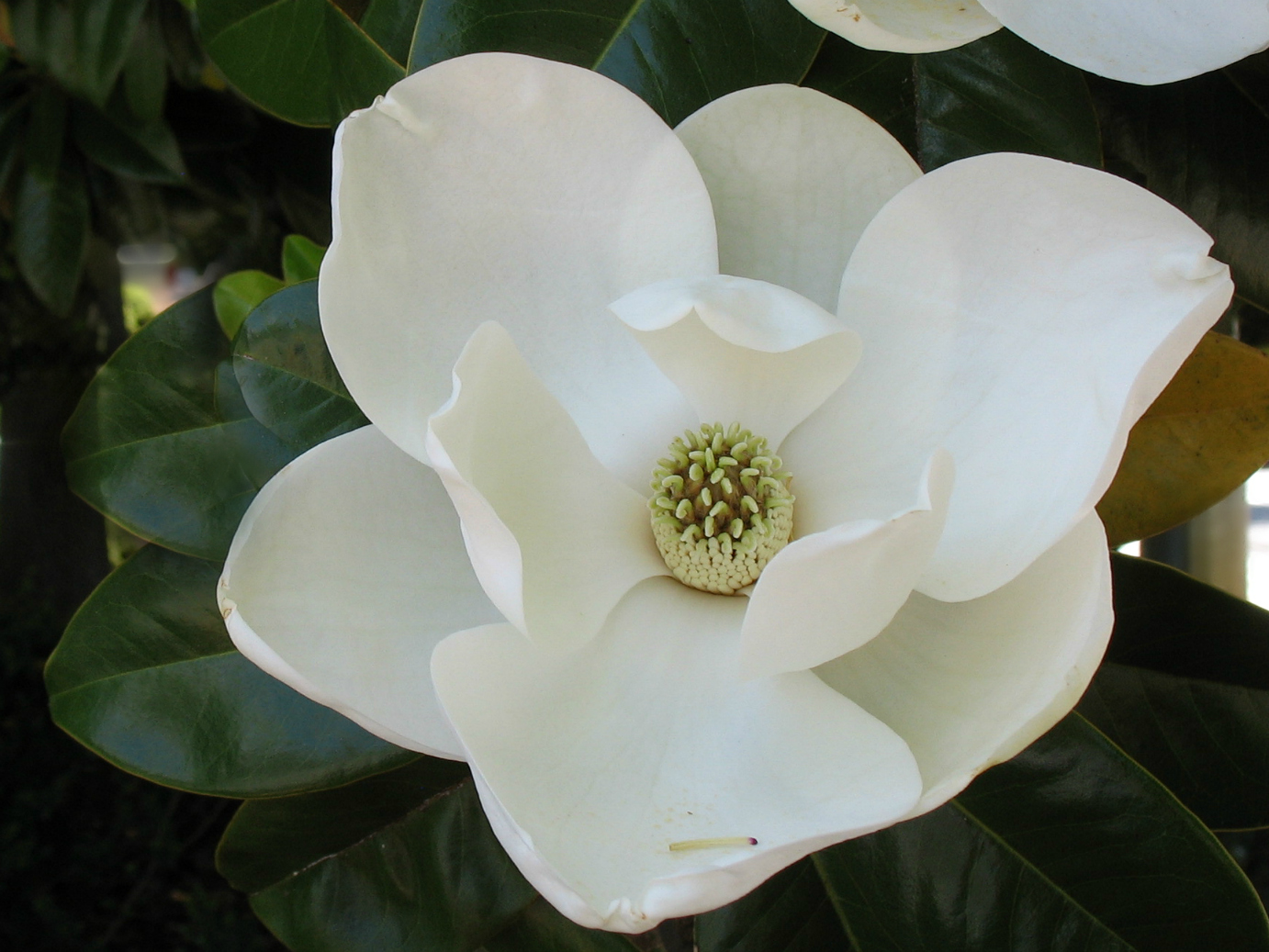 Using Georgia Native Plants: Magnolias, Southern Style