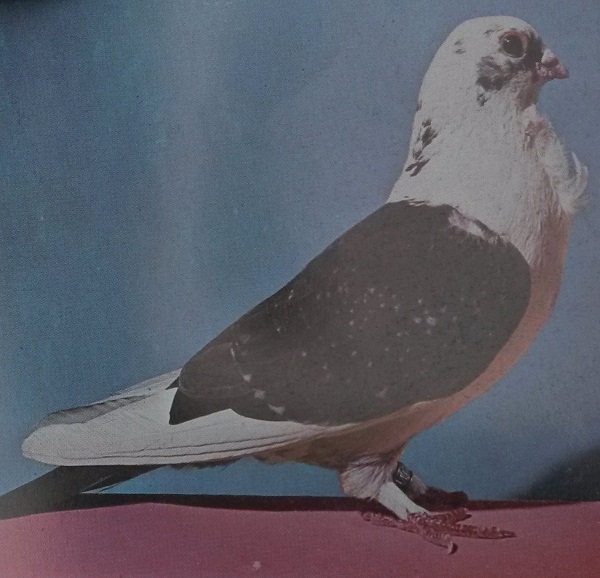 Syrian Turbiteen; Istanbul Pigeon origin description size ornaments ...