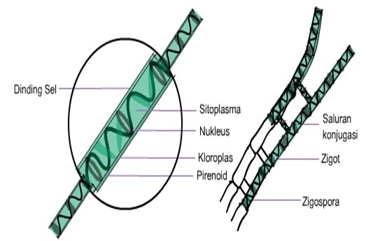 Pengertian, Morfologi, Fisiologi, Klasifikasi dan Reproduksi Alga ...