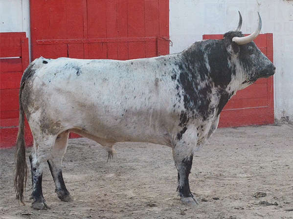Toro, Torero y Afición: Vaya, resulta que en México también hay toros ...