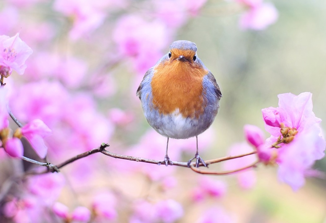 Contes d' Animals: EL PIT-ROIG