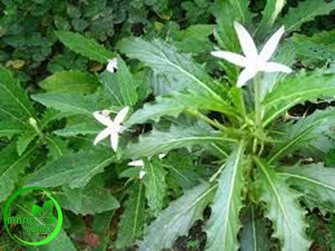 Bunga Korejat untuk obat mata