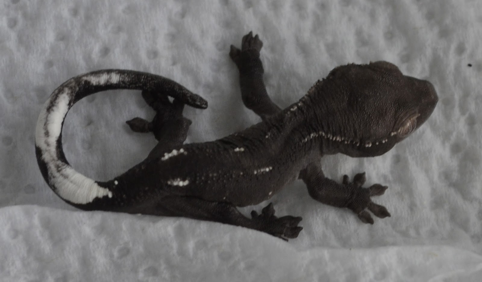 Crested Geckos Blog: Grey Geckos Photos