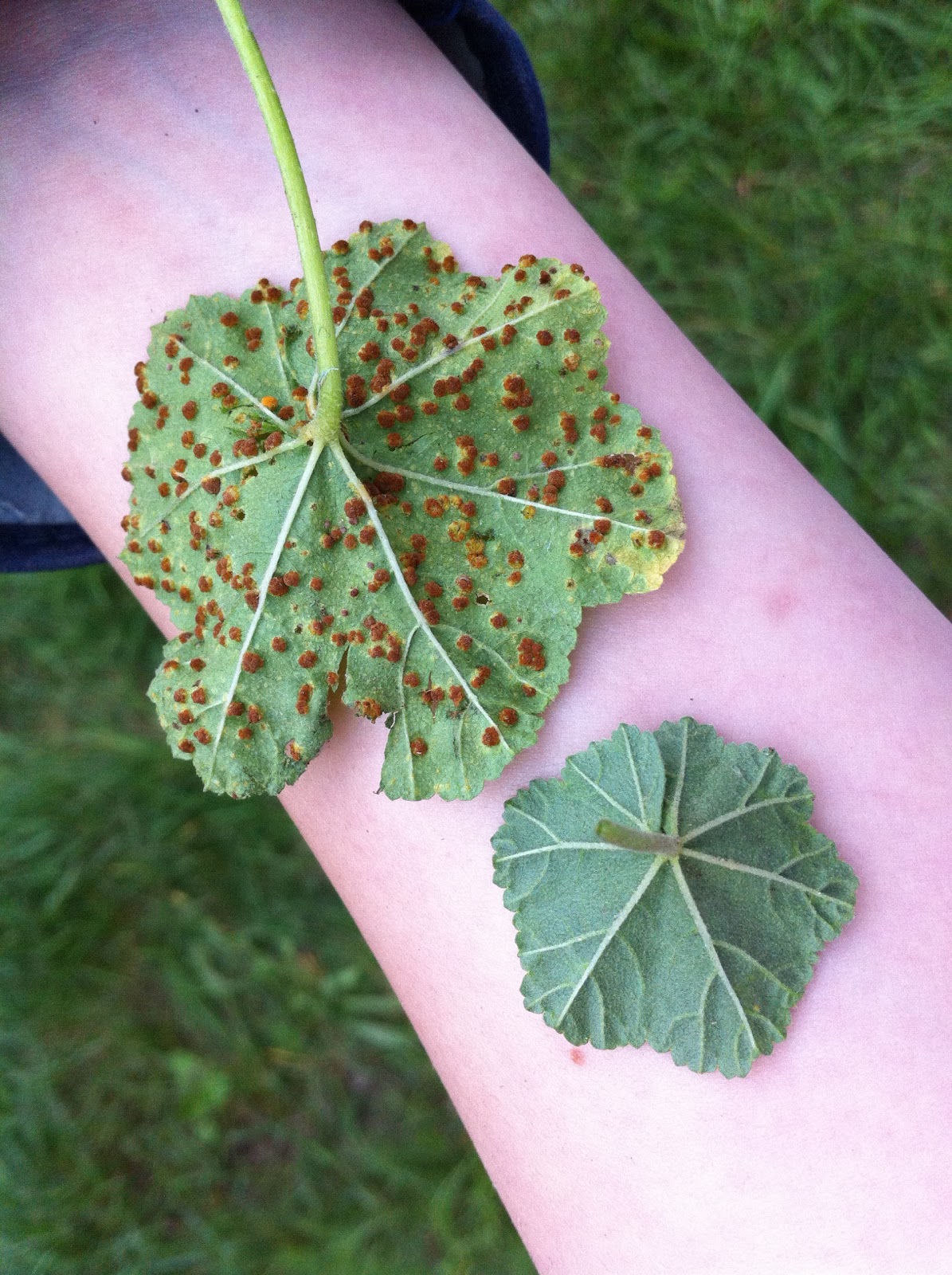 natural observations: Phylloxera