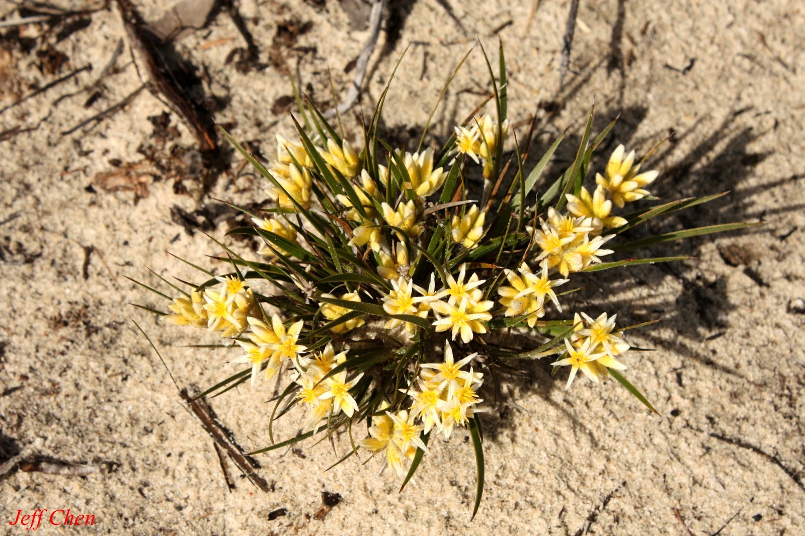 Jeff Chen旅遊登山攝影: Badgingarra National Park, WA