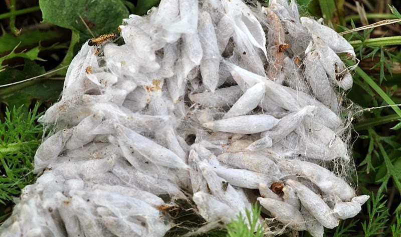 Vaahteranlehtiä: Tuomenkehrääjäkoi, toukka ja koi