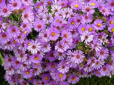 Kencana Ungu: Bunga Aster