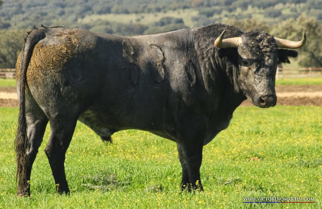 Lascosasdeltoro: Los Toros de Victorino Martín para Venezuela.