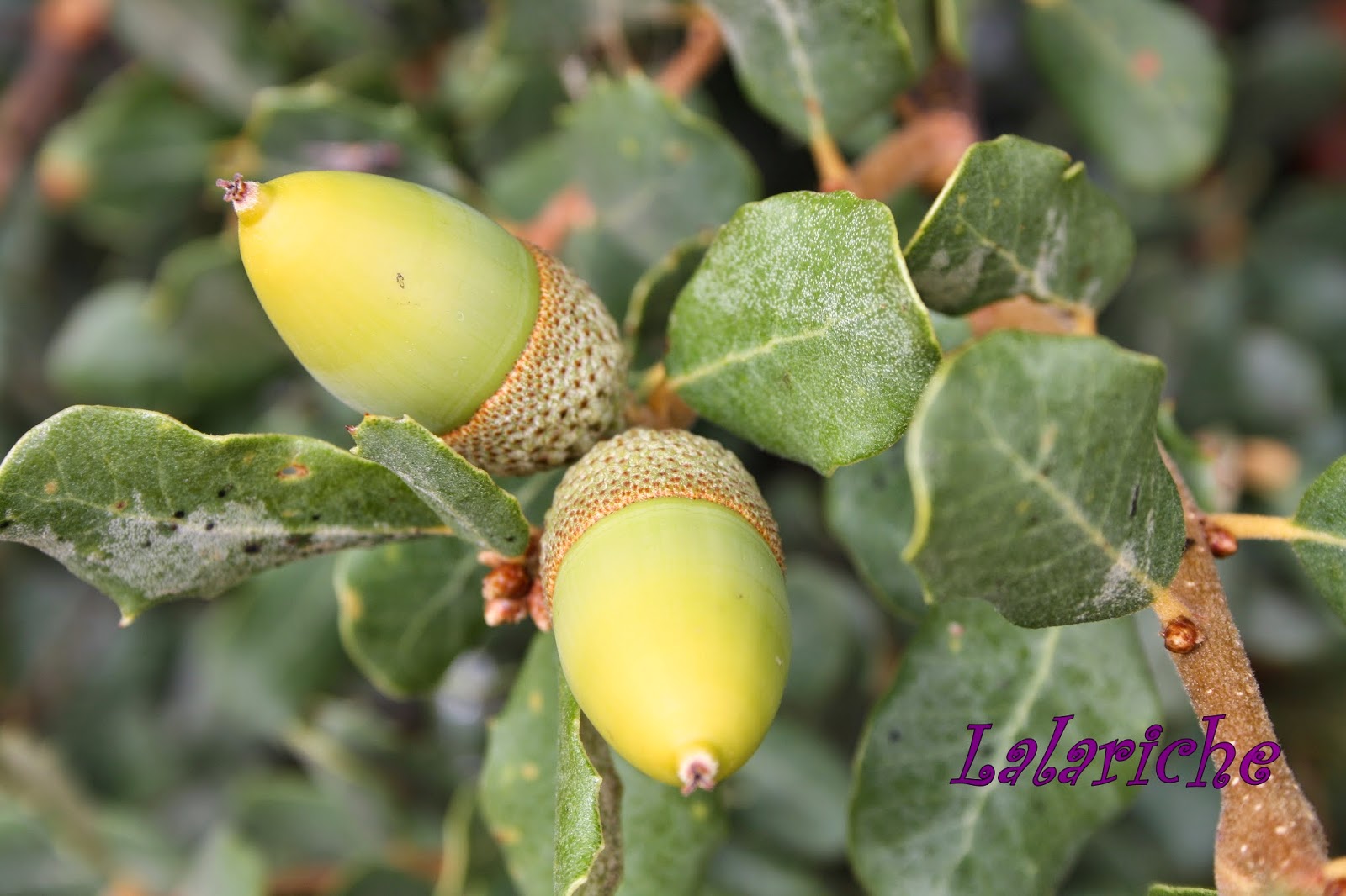 Lalariche: Frutos de otoño: bellotas y castañas