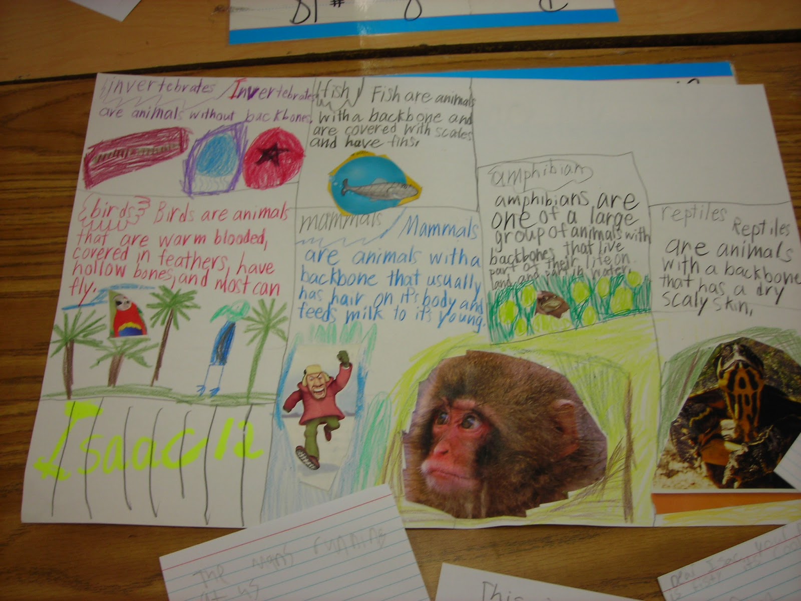Fab and Fun in 3rd!: Animal Poster Projects!