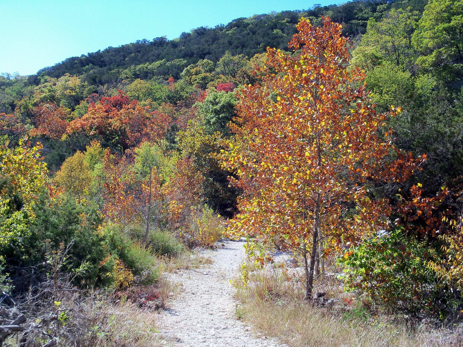 Traveling with the Longdogs: Lost Maples State Natural Area GTG - Day 2 ...