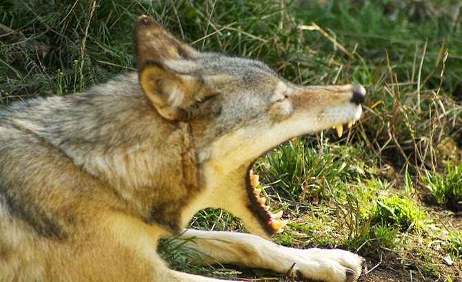 White Wolf : Scientists Claim That Wolf Yawning Is Contagious. Let's ...
