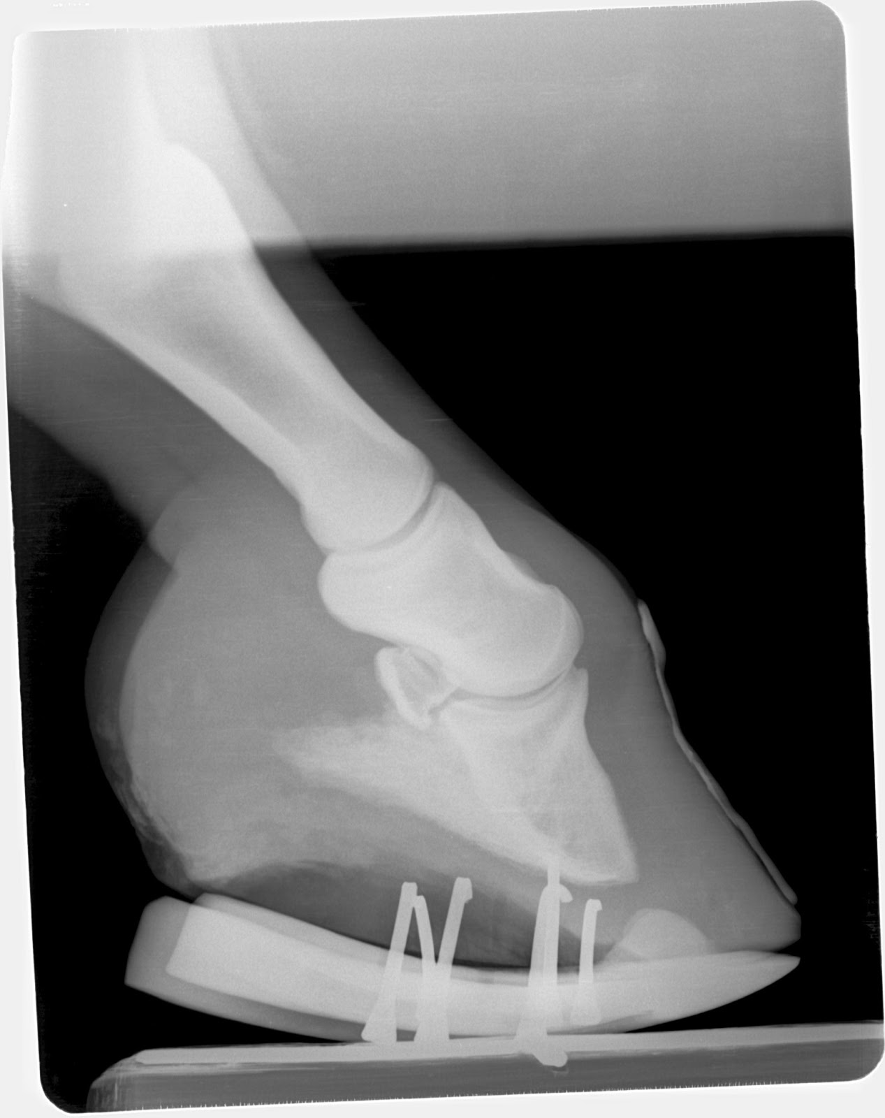 Innovative Equine Podiatry: Theory of two loads article