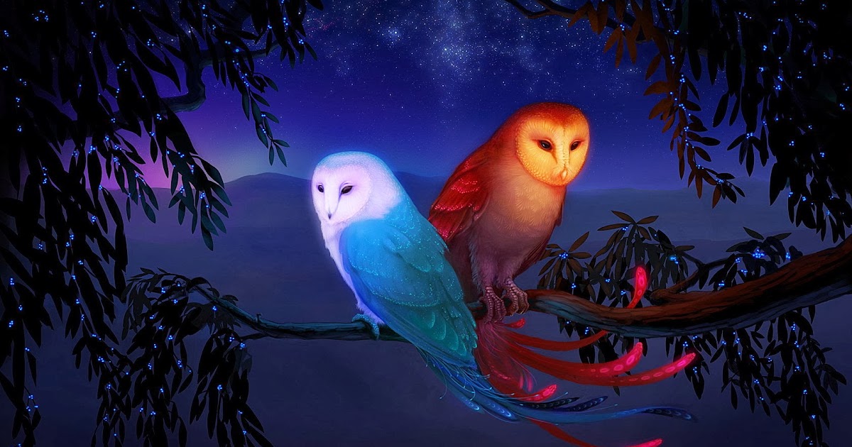 2 Buho de Colores - Fondos de Pantalla HD - Wallpapers HD