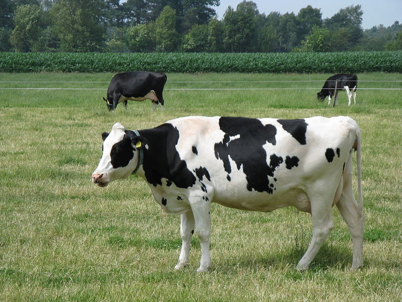 Food Manufacturing Magazine: Cows Genetically Modified To Produce ...