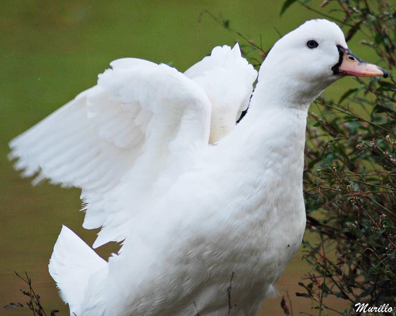 Las excursiones de Murillo "murillonature": Algunas fotos mas de patos ...