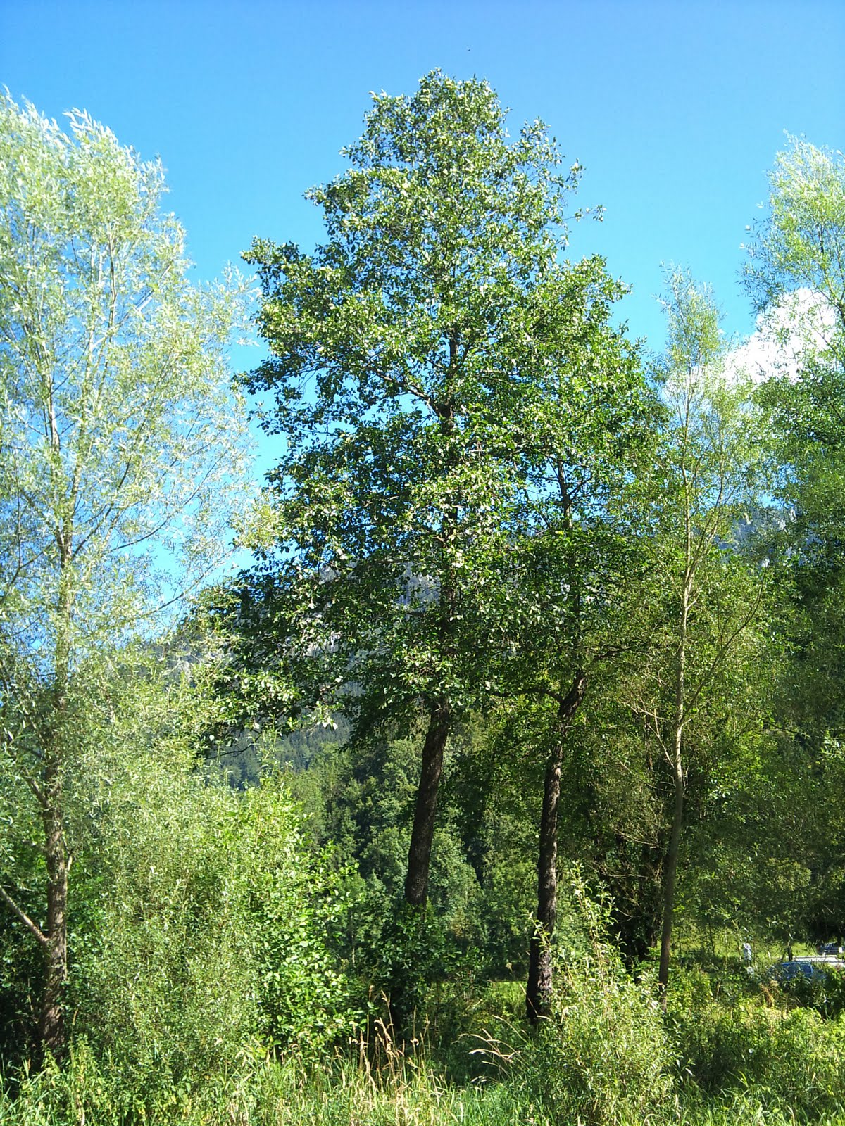 Árboles con alma: Aliso. Vern. (Alnus glutinosa)