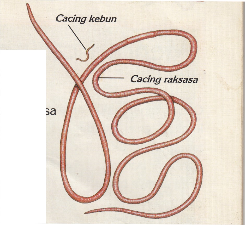 CACING, MAKHLUK PALING PENTING DI DUNIA - bumikukeluargaku