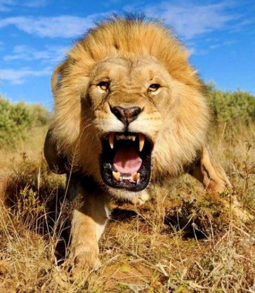 Arkaplan Duvarkağıdı Resimleri: Aslan Resimleri ( Wallpaper )