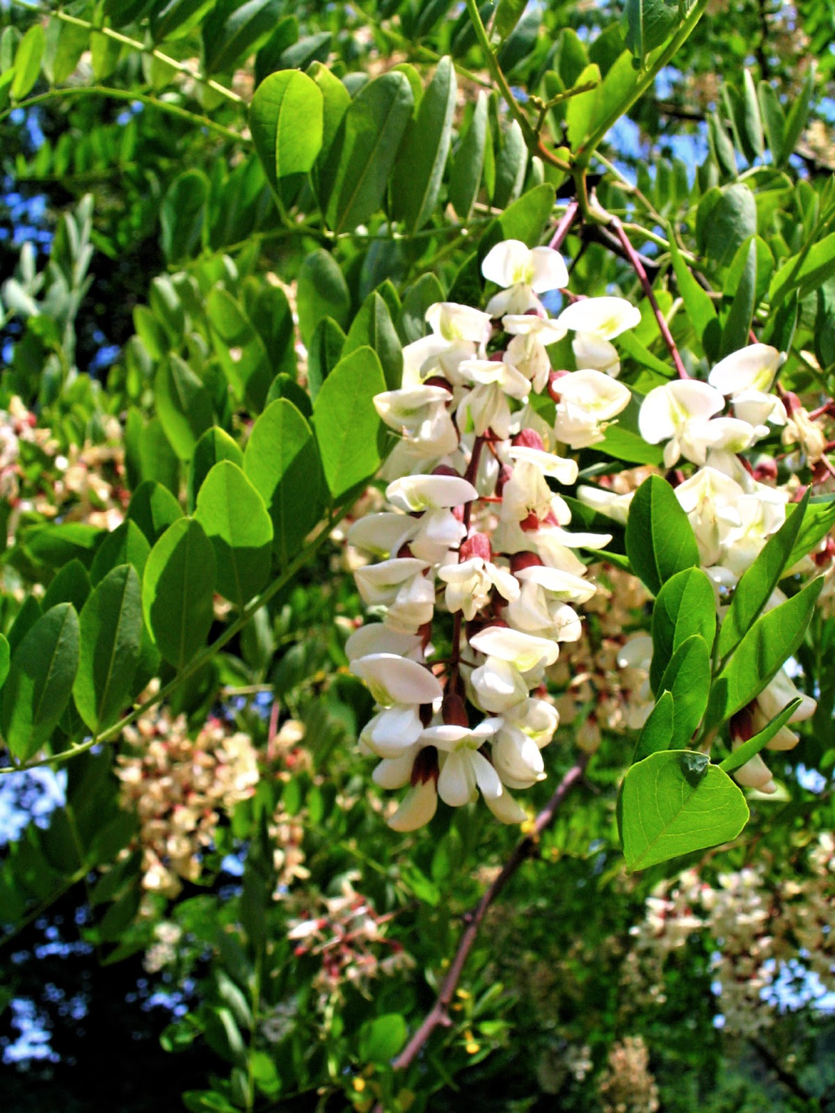 Weert en natuur: Valse acacia in het Weerter Bos.