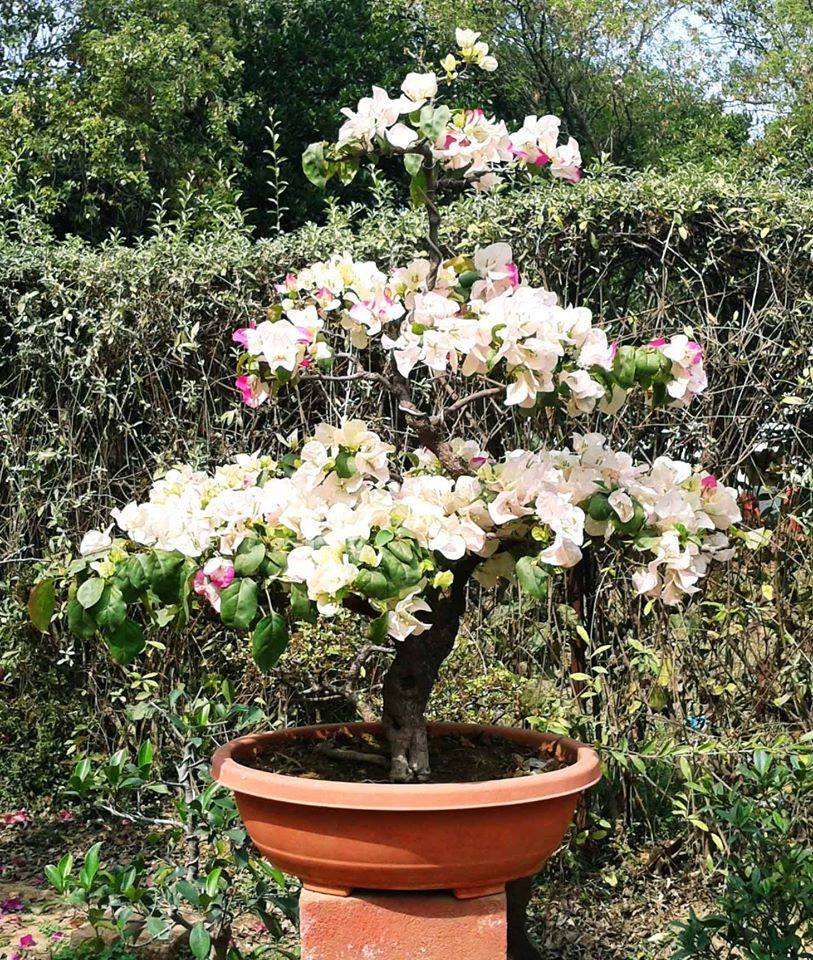 Bugenvil White (Bougainvillea spectabilis) | Enduragon Info