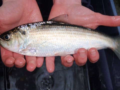 Fishes Images: Alewife