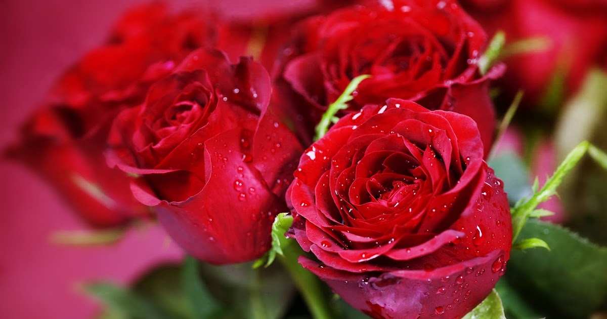 red roses hd:wallpapers screensavers