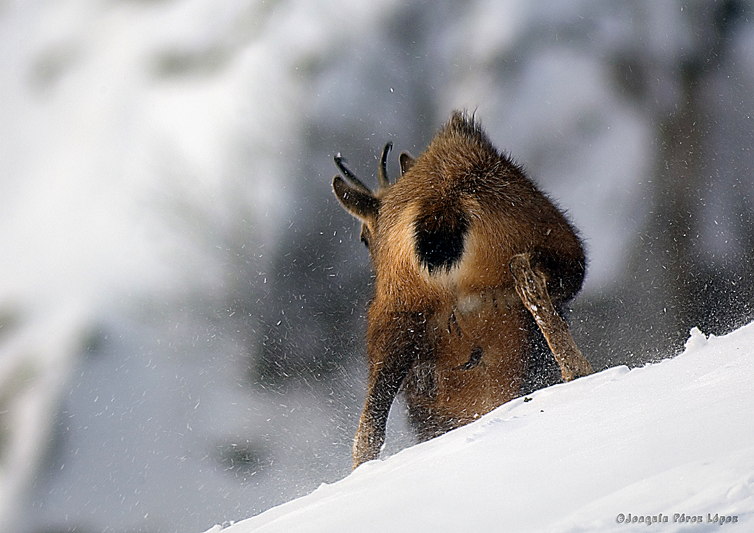 FOTO Y VIDA SALVAJE: El rebeco cantábrico (Rupicapra pyrenaica parva)