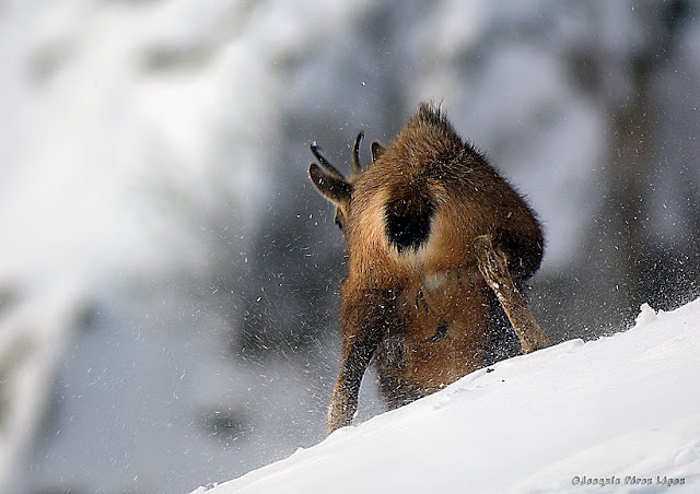 FOTO Y VIDA SALVAJE: El rebeco cantábrico (Rupicapra pyrenaica parva)