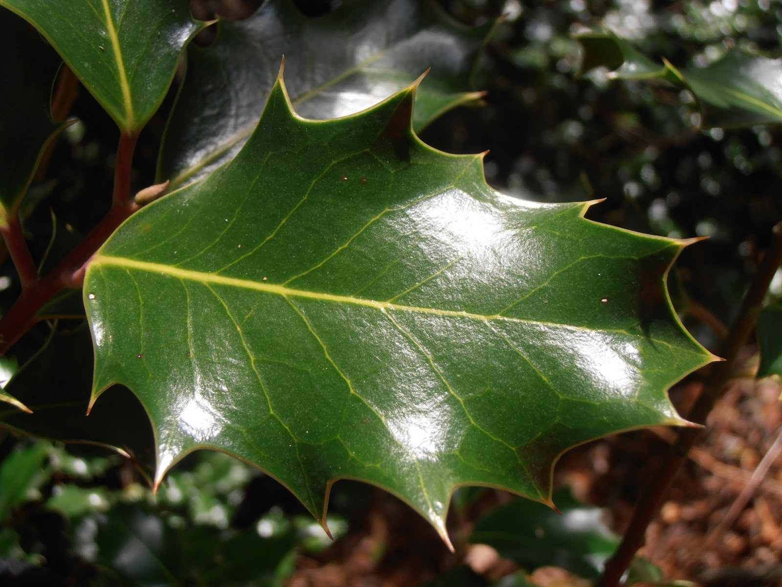 Entre plantas y bichos: Ilex aquifolium (Acebo)
