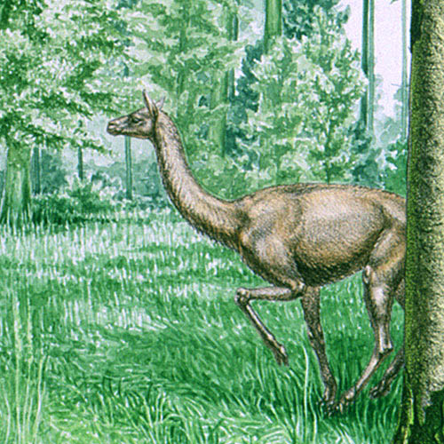 Escenarios prehistóricos: Floridatragulus