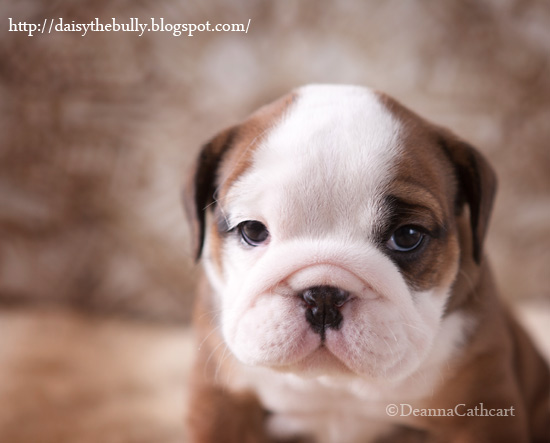 Daisy The Bully: Moo Moo 5 Weeks