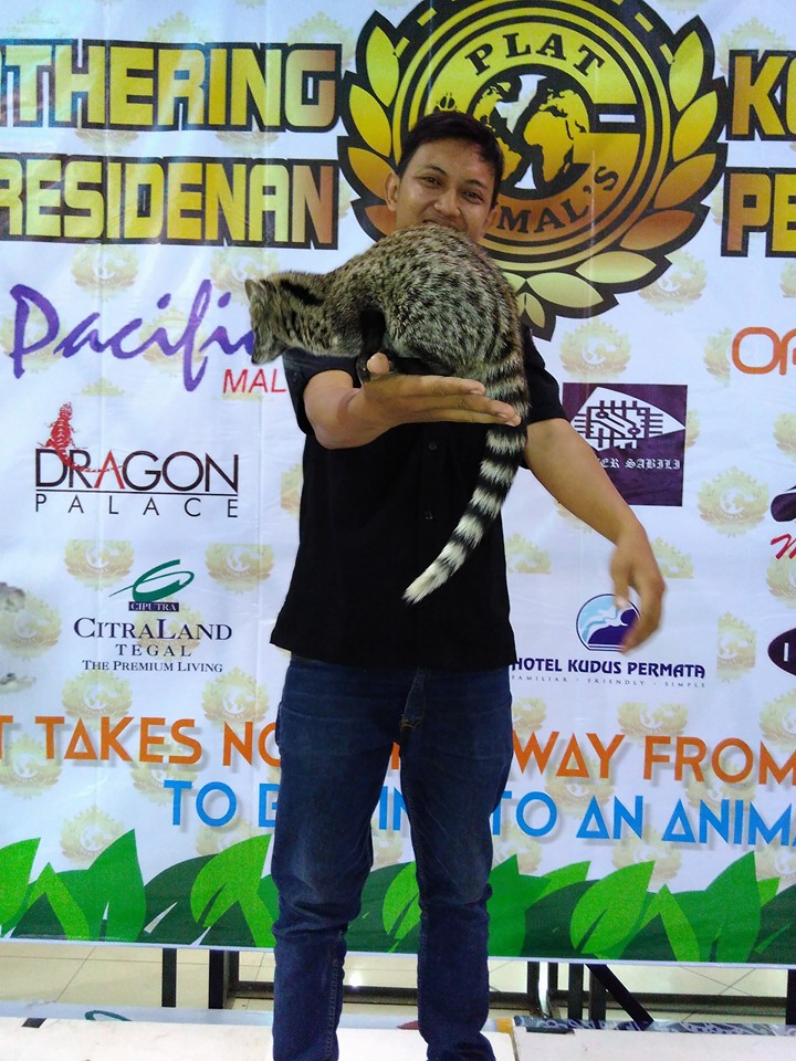 Tips dan Cara Memelihara Musang Rase