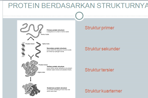 Kimia idea: PEMBENTUKAN STRUKTUR SEKUNDER DAN TERSIER PADA PROTEIN