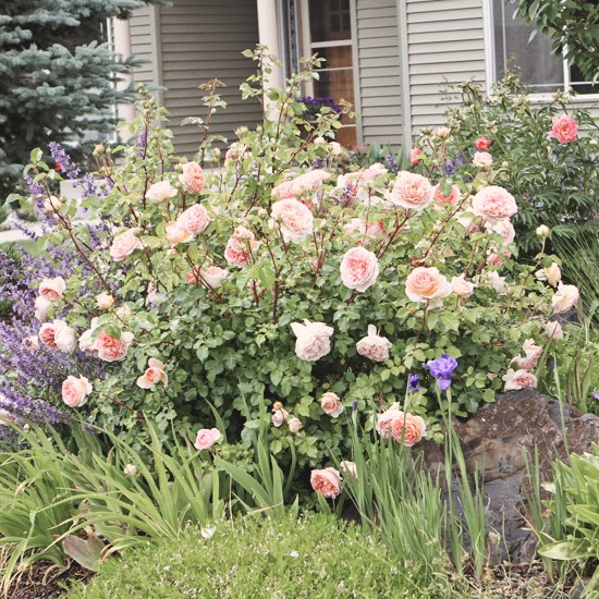VW Garden: English Roses Blooming in Yellow, Peach and White
