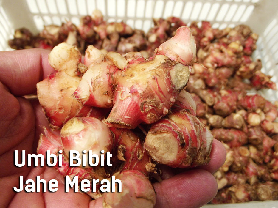 Jual Umbi-Rimpang Bibit Herbal Jahe Merah Segar Siap Tanam ~ herbamart
