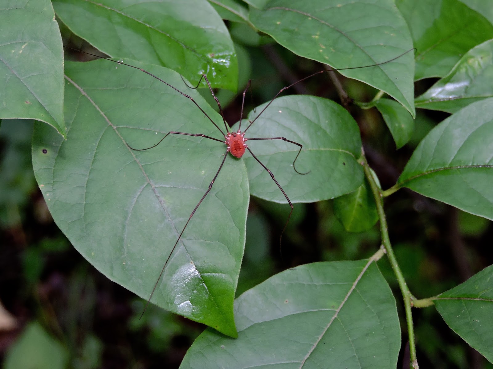 Springfield Plateau: Red Harvestman