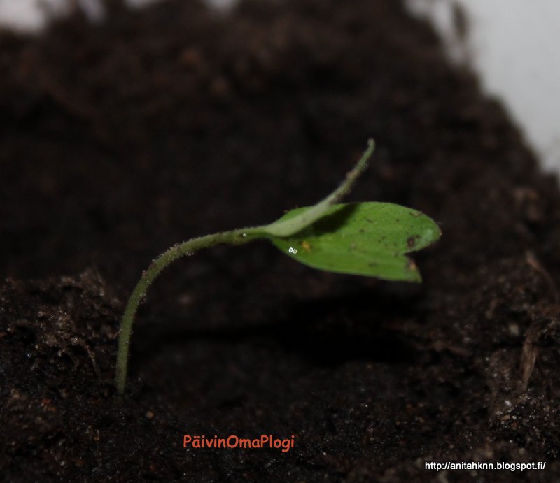 Päivin Oma Plogi : Itämisuutisia osa 1