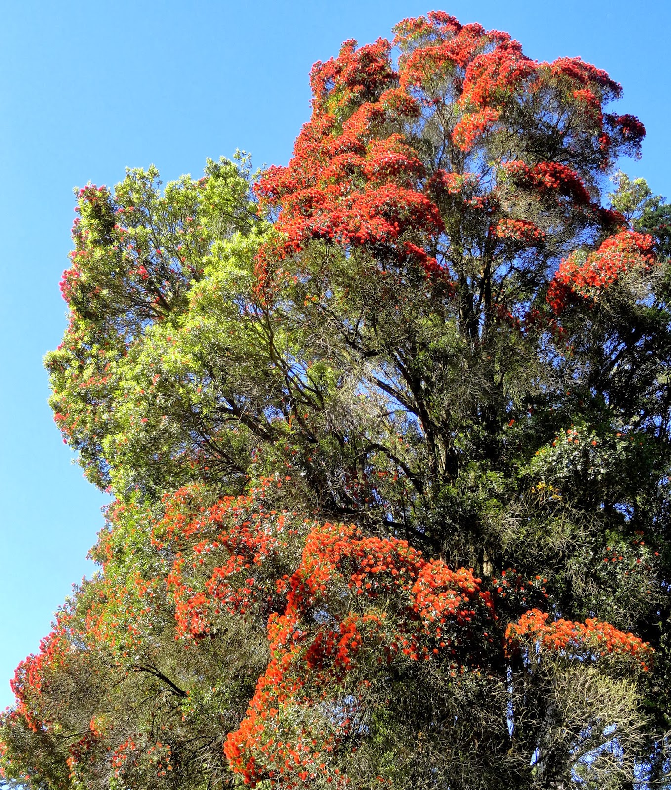 danger garden: Strybing Arboretum, an early morning stop on the 2013 ...