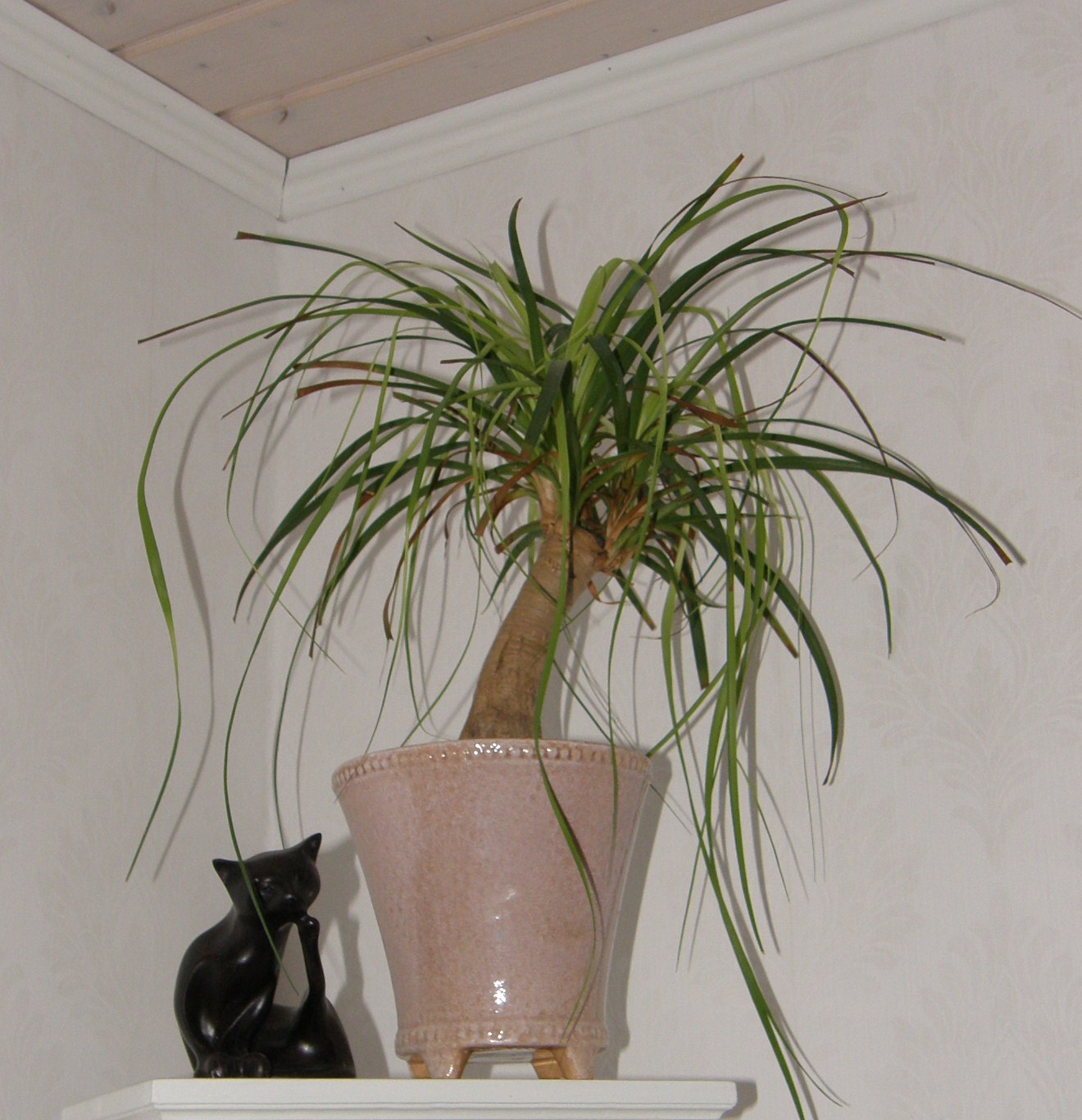 Puutarhakaaos: Pullojukka - nolina recurvata – Flasklilja